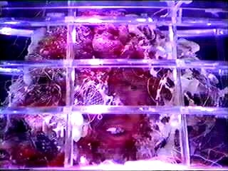 [Doctor Who] How do Daleks reproduce? : r/AskScienceFiction