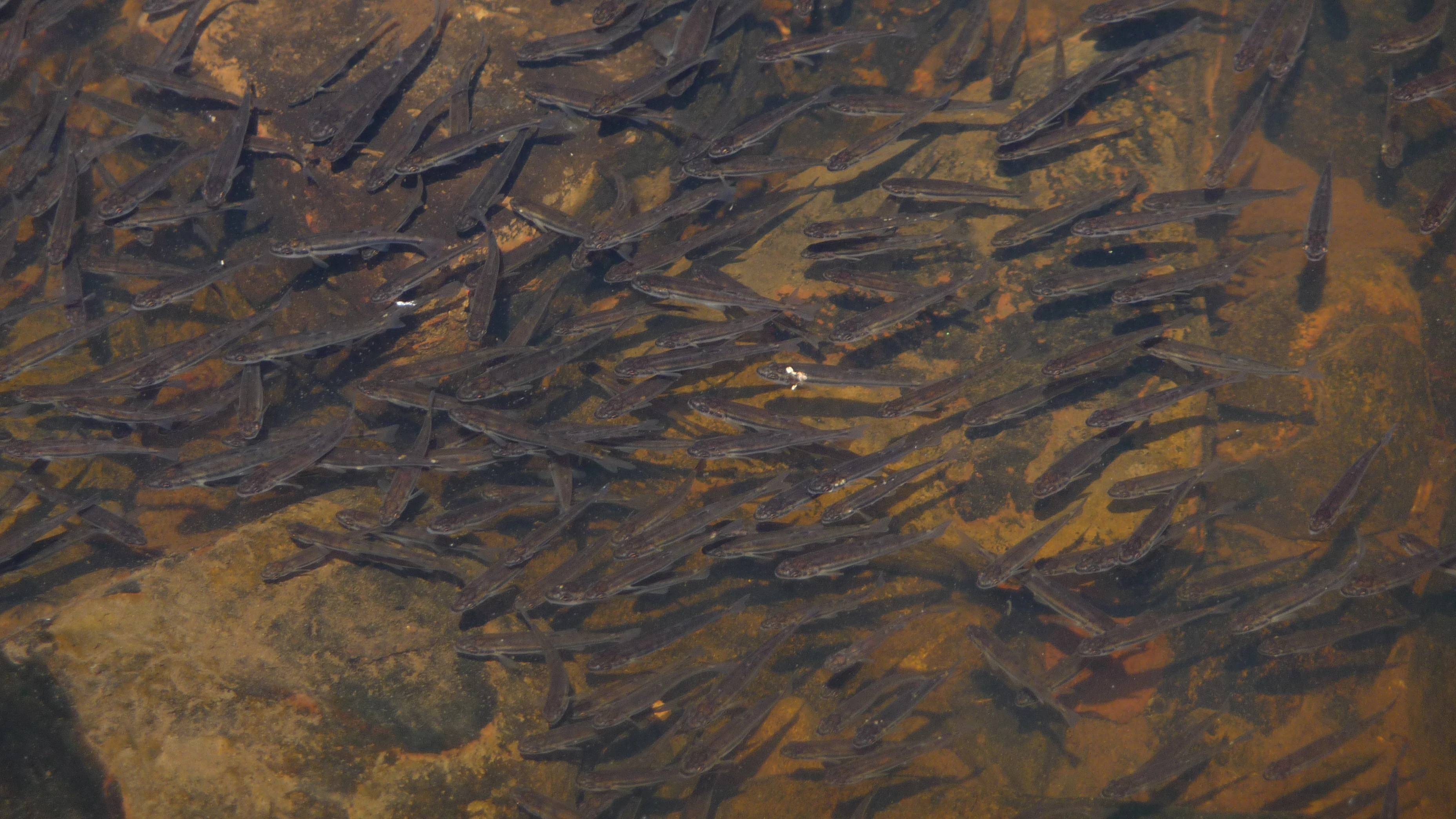 Minnow - British Wildlife Wiki