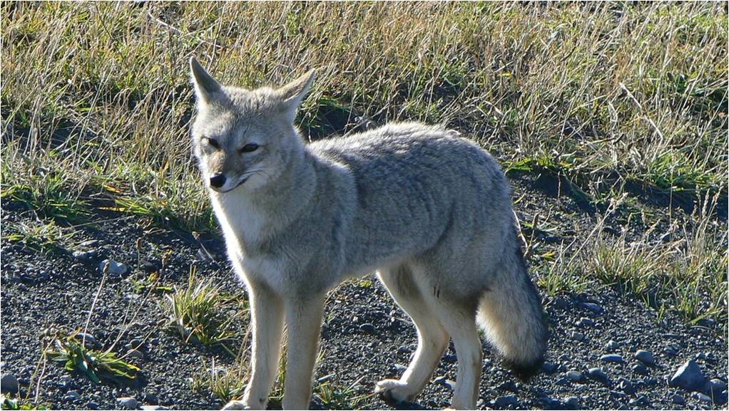 South American Gray Fox(Chilla Fox) - Canid Wiki