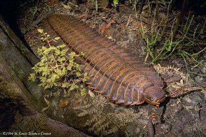 Arthropleura – Jurassic Wiki