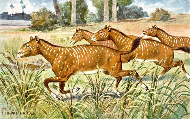 mesohippus - meddic