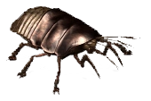Cockroach gizzard - The Fallout wiki - Fallout: New Vegas and more