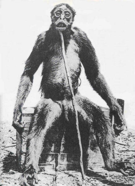 Ameranthropoides loys - Cryptid Wiki