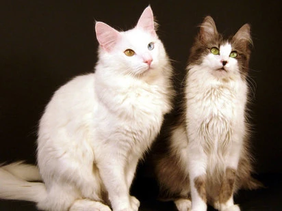 Gatos de Angora - Imagui