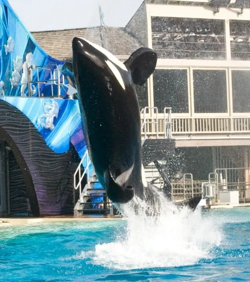 Keet - Orca Pod Wiki