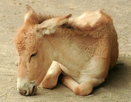 Imagenes de asnos - Imagui