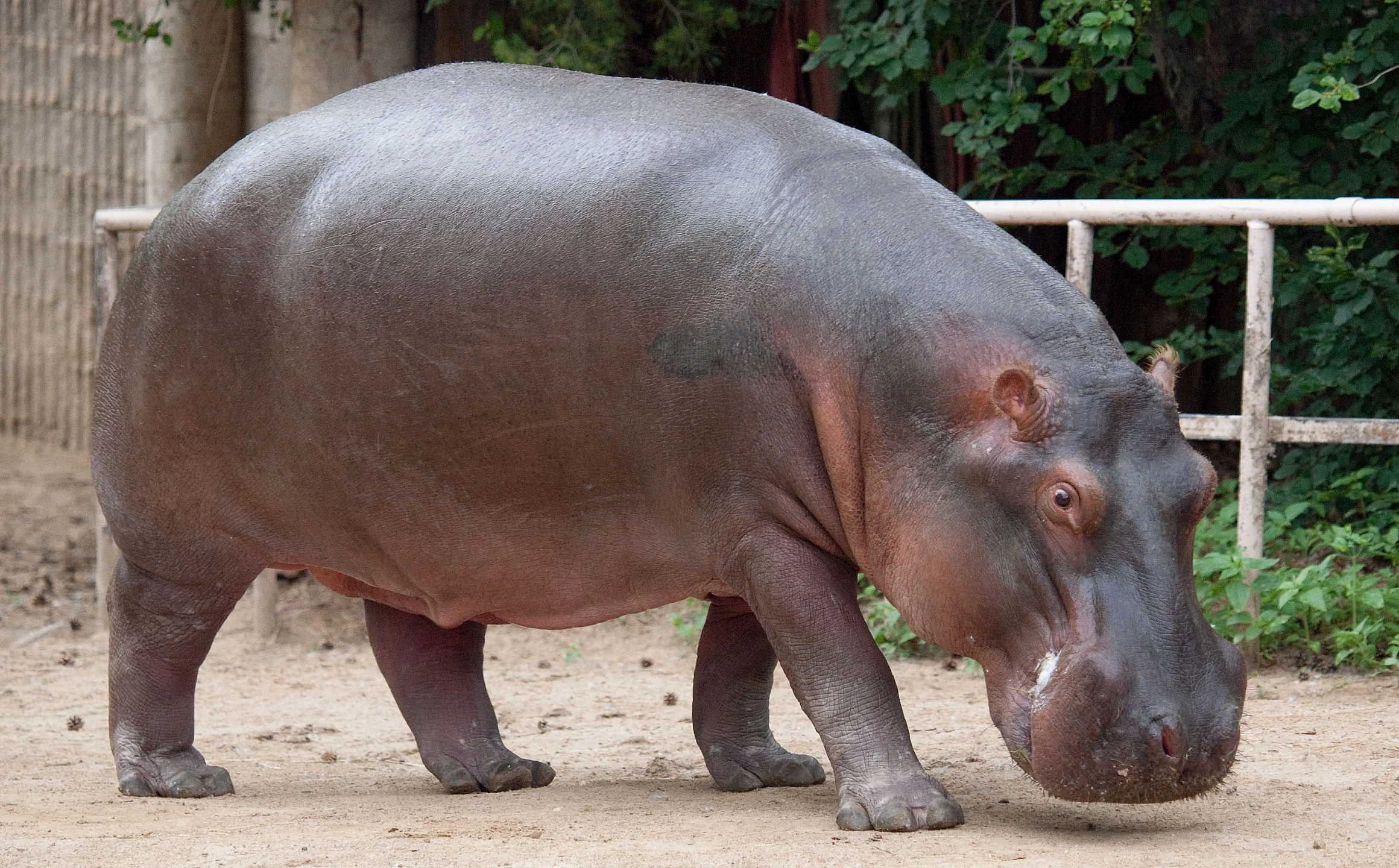 Ippopotamo - Animali Wiki