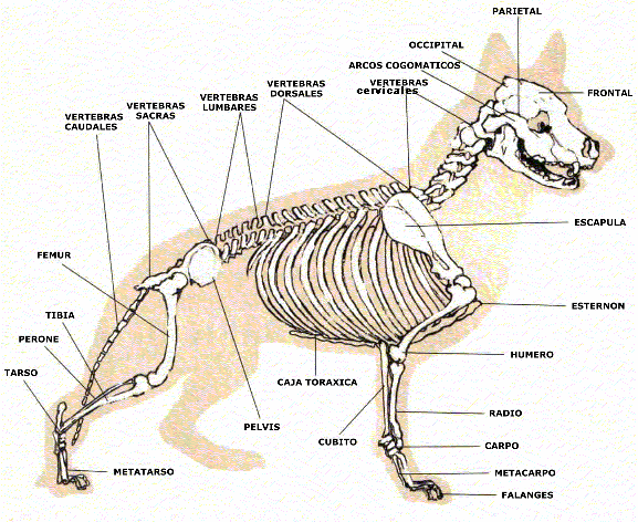 Lobo Gris - Wiki Reino Animalia