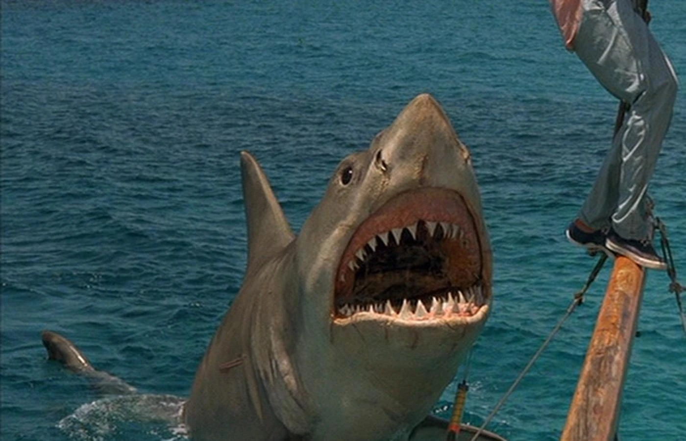 Image - Great White Shark from Jaws the Revenge.jpg - Animal Villains Wiki