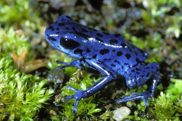 Rana Flecha Azul - Wiki Reino Animalia
