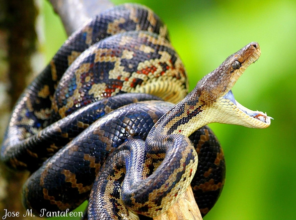 Boa de la Hispaniola - Wiki Reino Animalia