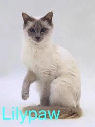 Lilypaw | SummerClan Roleplaying Wiki | Fandom